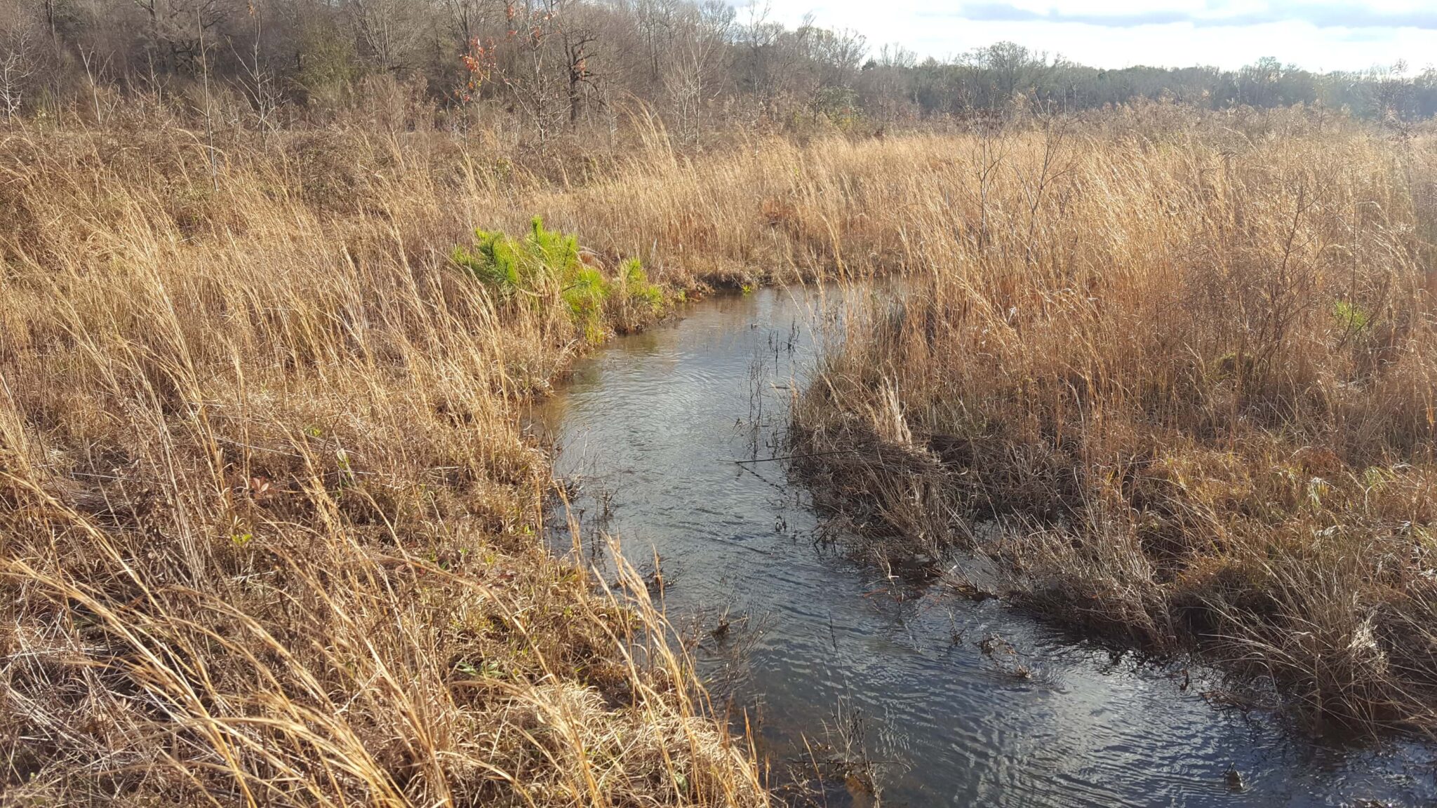 Broadview Mitigation Bank - Goodwyn Mills Cawood